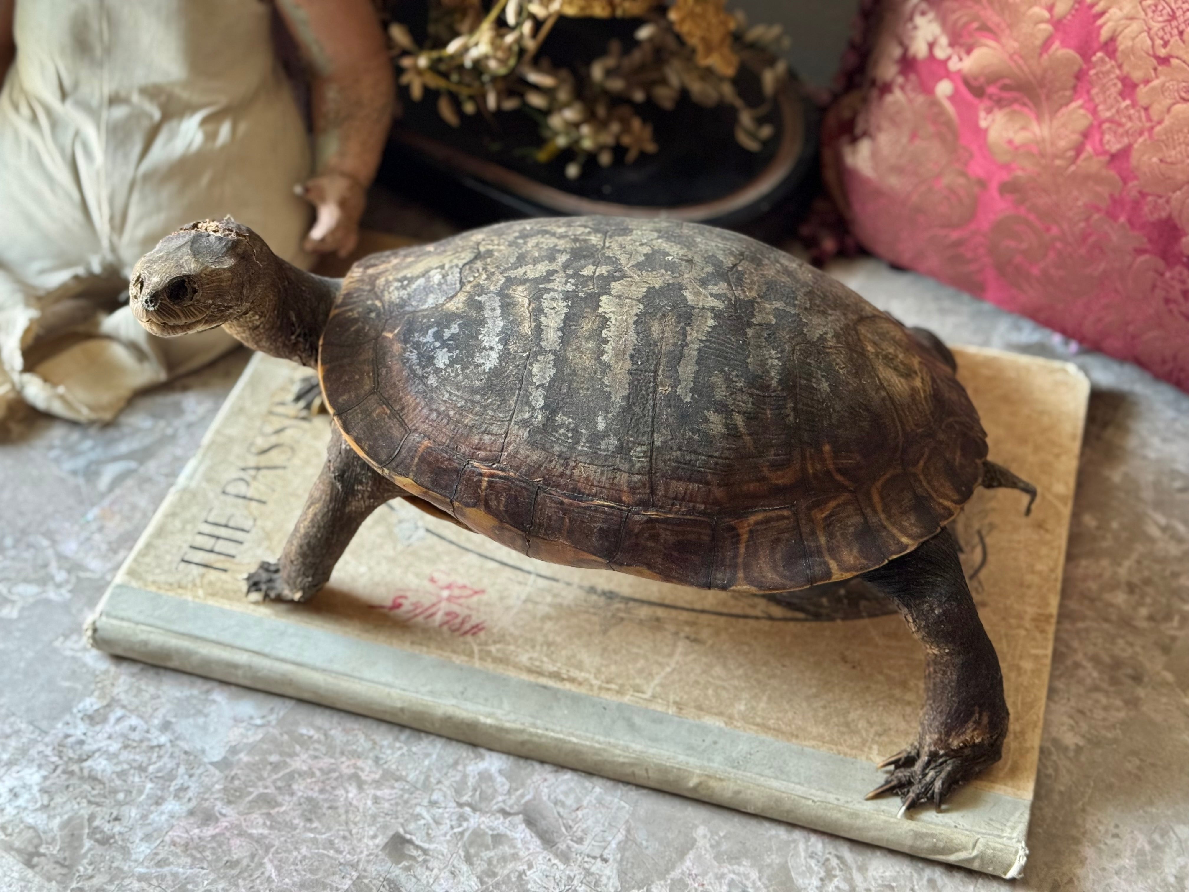 Vintage taxidermy turtle real nature specimen – SAD ROSETTA